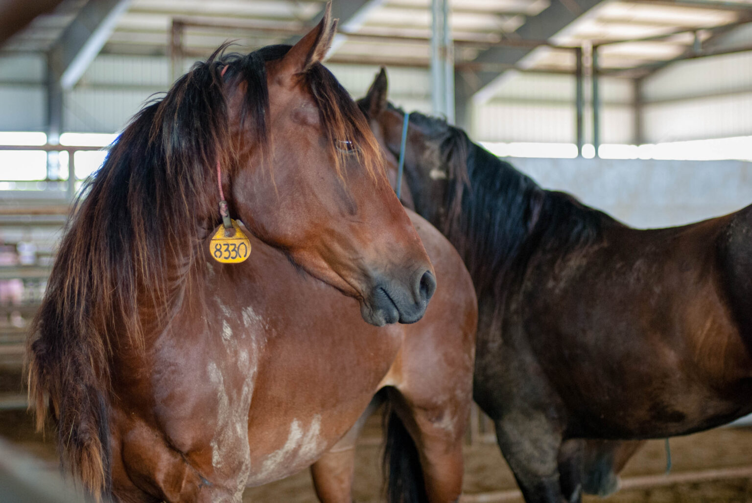 The Mustang Classic: A Celebration of Spirit and Skill - Practical Horseman