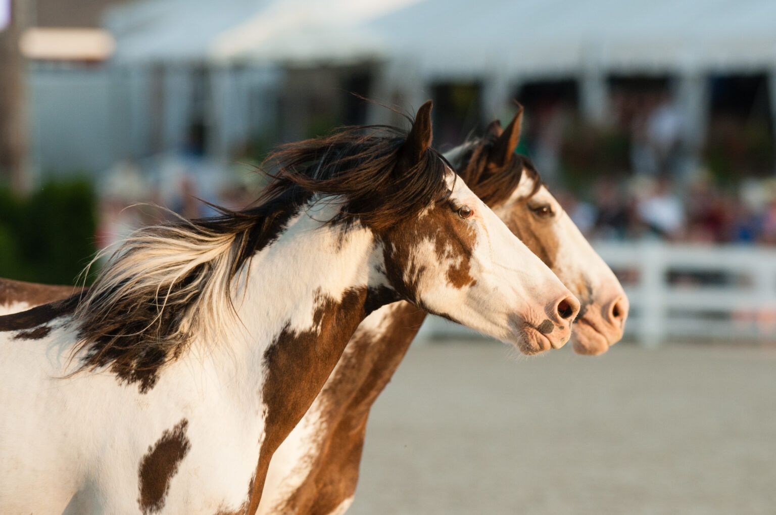 The Mustang Classic: A Celebration of Spirit and Skill - Practical Horseman