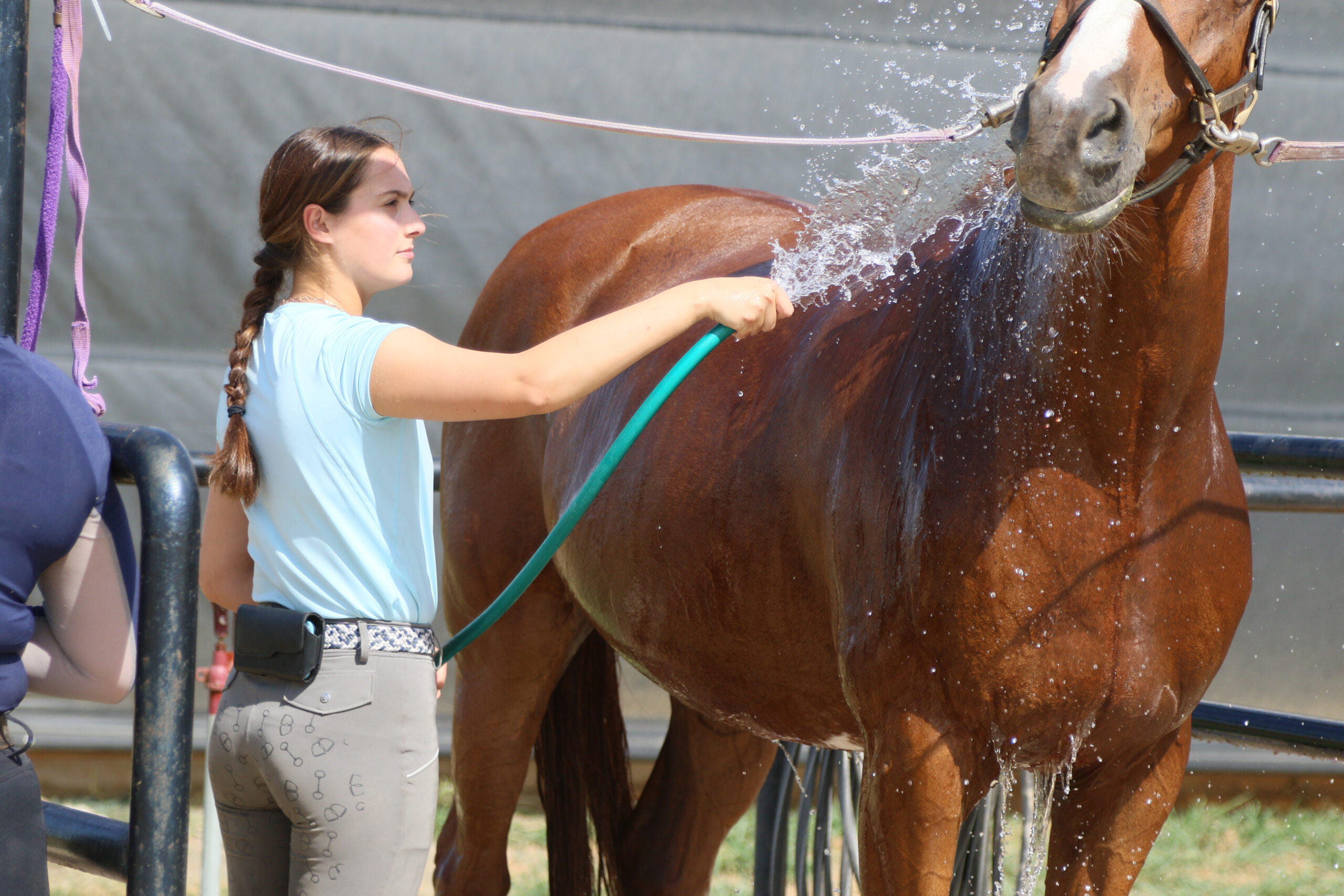 Anhidrosis Diagnosis? Don't Sweat It - Practical Horseman