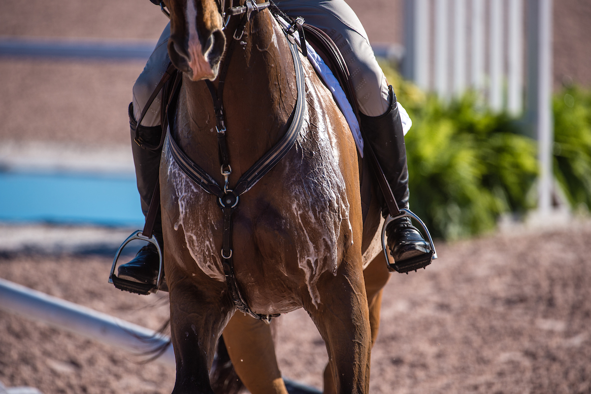 Anhidrosis Diagnosis? Don't Sweat It - Practical Horseman