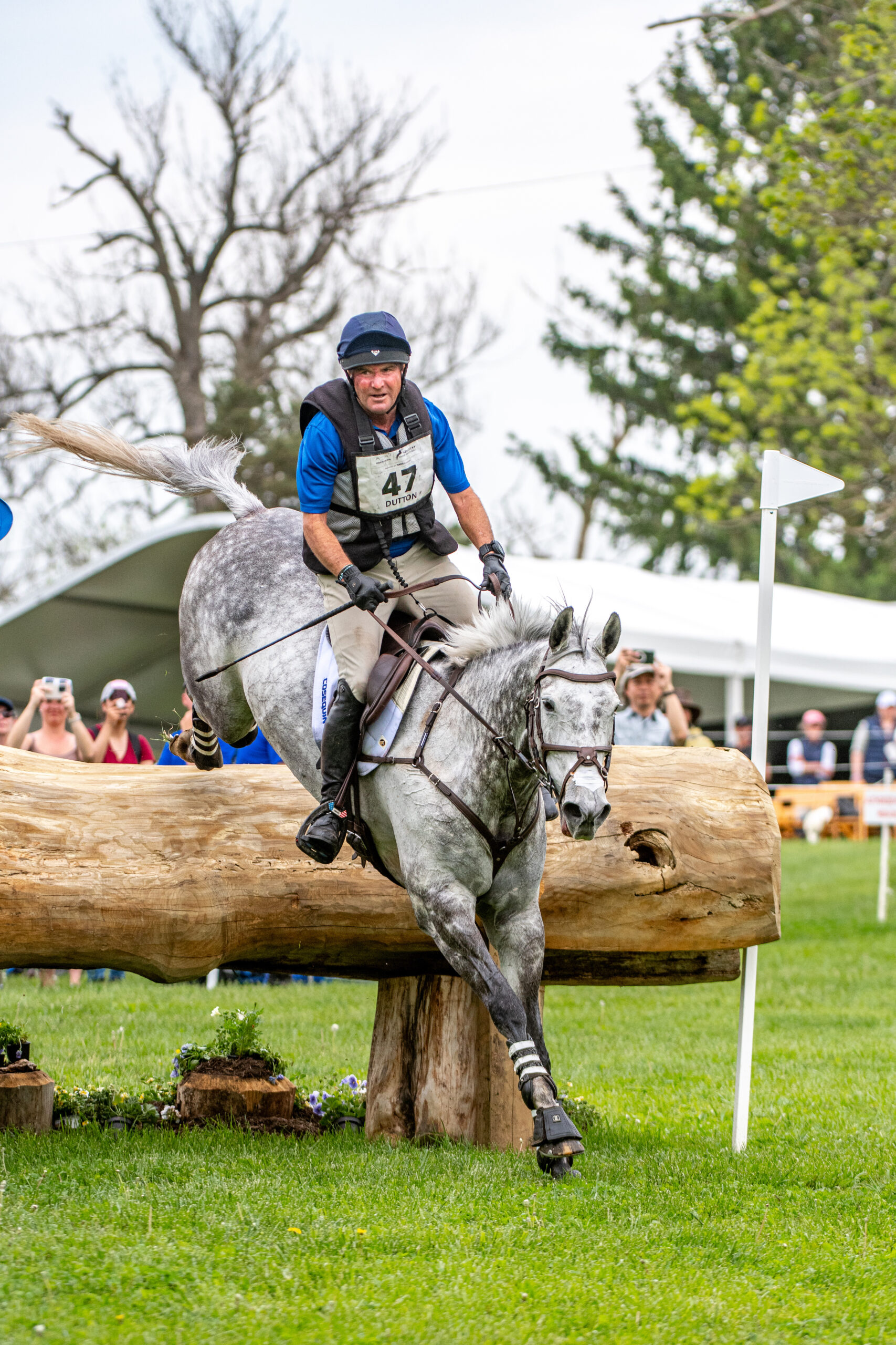 Sporthorse Stars: Azure - Practical Horseman