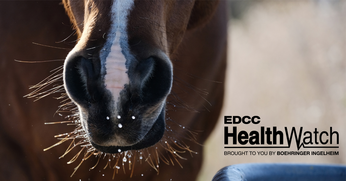 2 Washington Horses Test Positive for Strangles - Practical Horseman