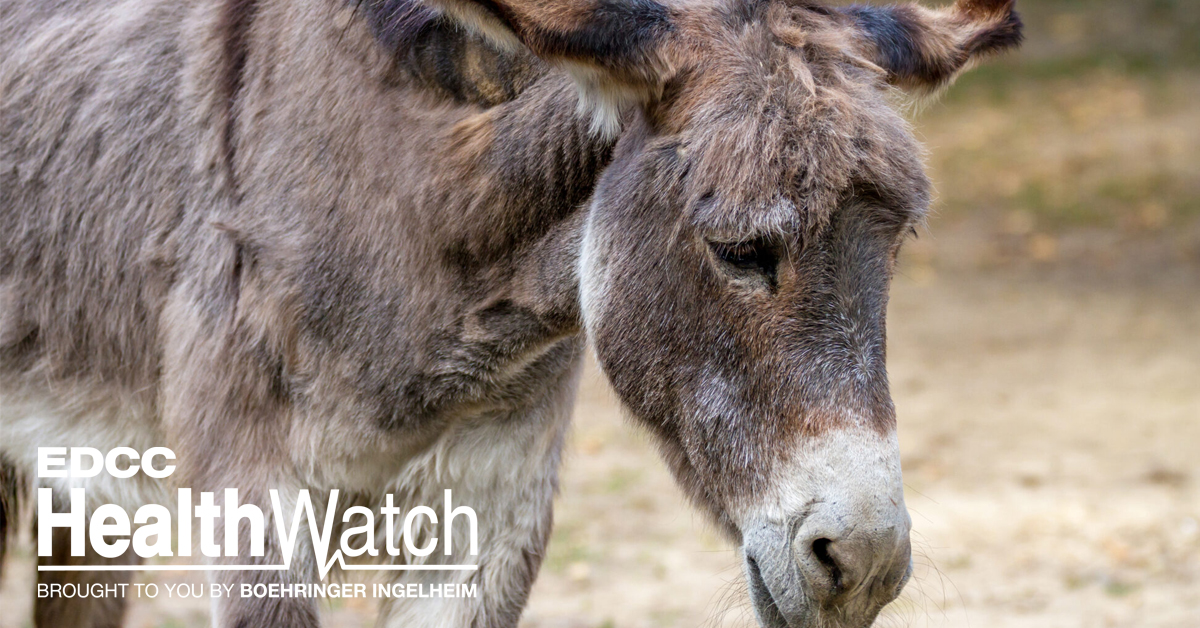 Ontario Donkey Tests Positive for Equine Influenza - Practical Horseman