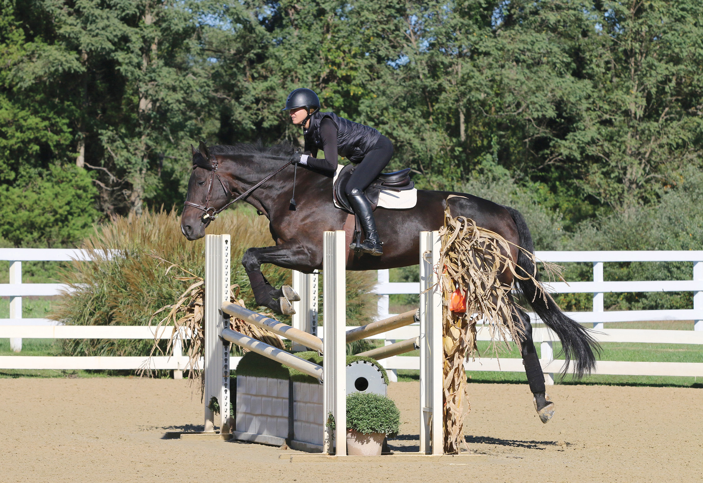 4 Exercises for a Winning Equitation Round - Practical Horseman