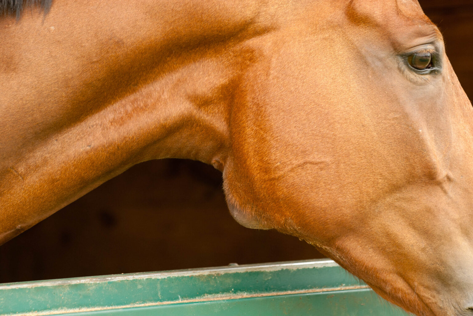 Strangles - Practical Horseman