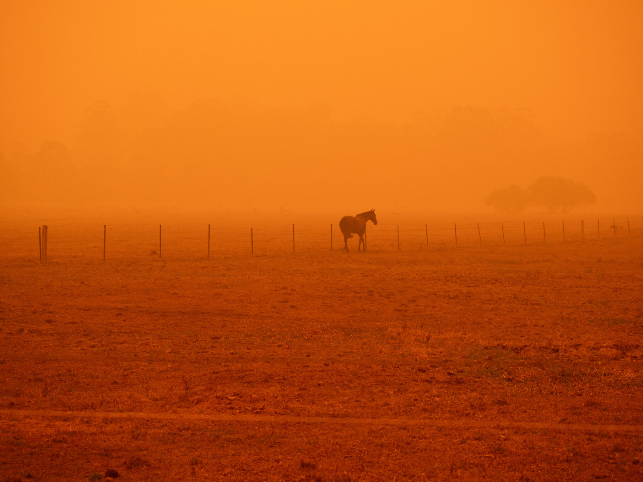 How Wildfire Smoke Affects Your Horse - Practical Horseman