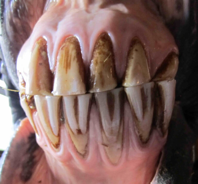 Equine Odontoclastic Tooth Resorption and Hypercementosis (EOTRH ...