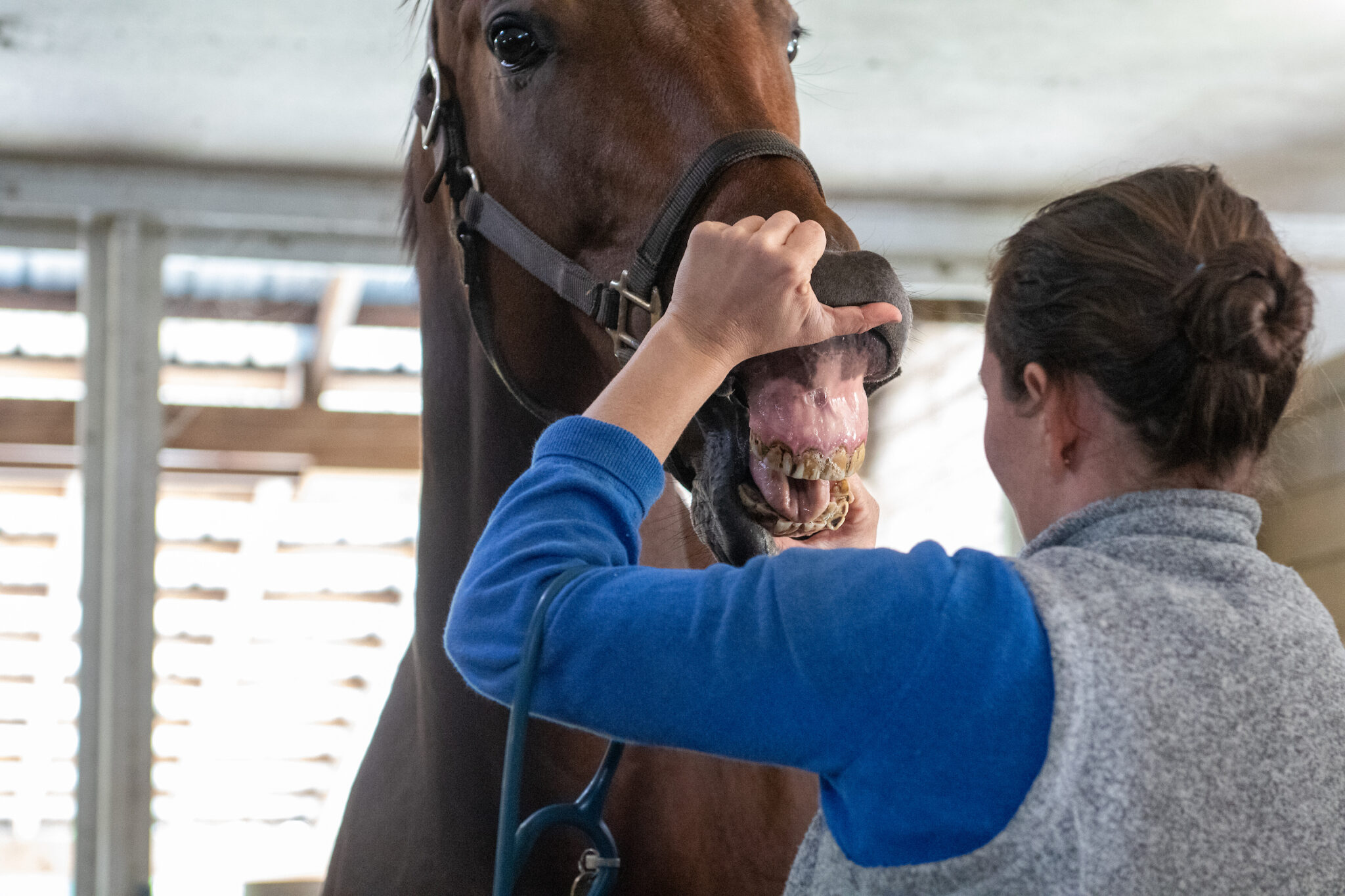 Equine Odontoclastic Tooth Resorption and Hypercementosis (EOTRH ...