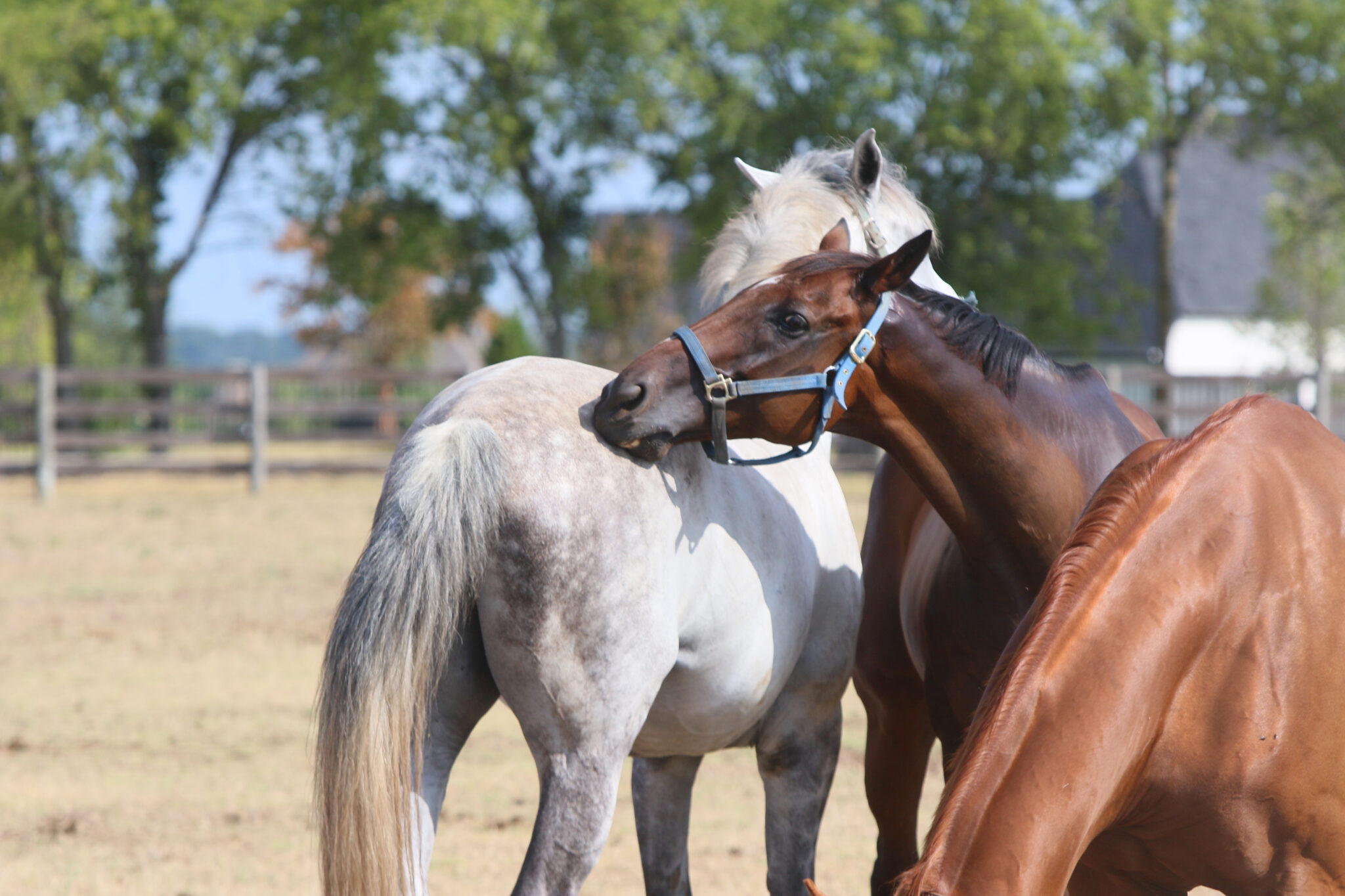Which Is Better: Stall or Pasture Living? - Practical Horseman