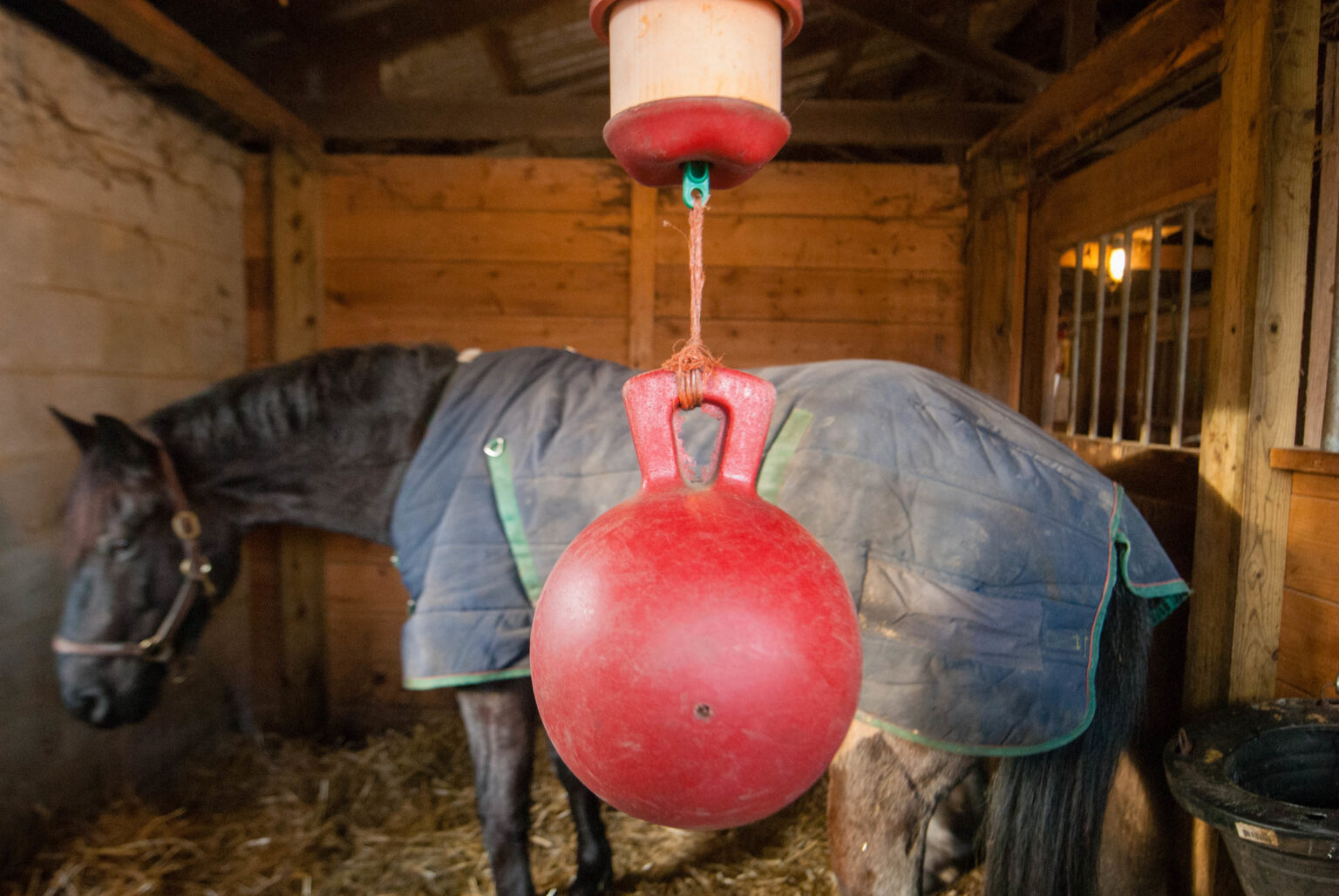 Which Is Better: Stall or Pasture Living? - Practical Horseman