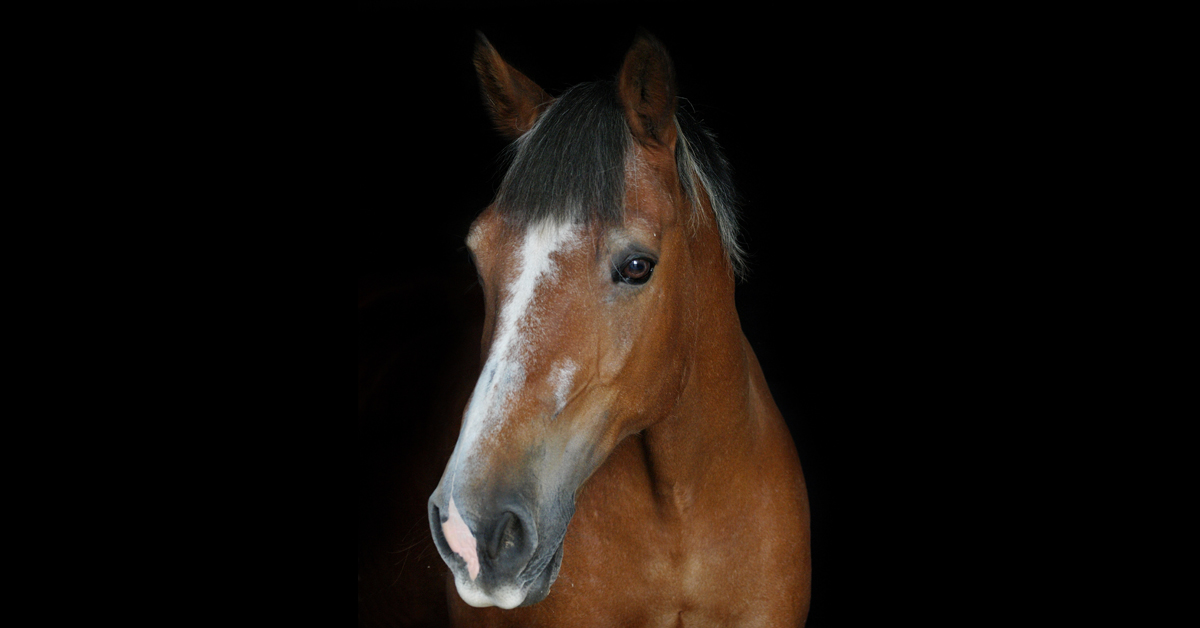 Groundbreaking Equine Endocrine Research - Practical Horseman