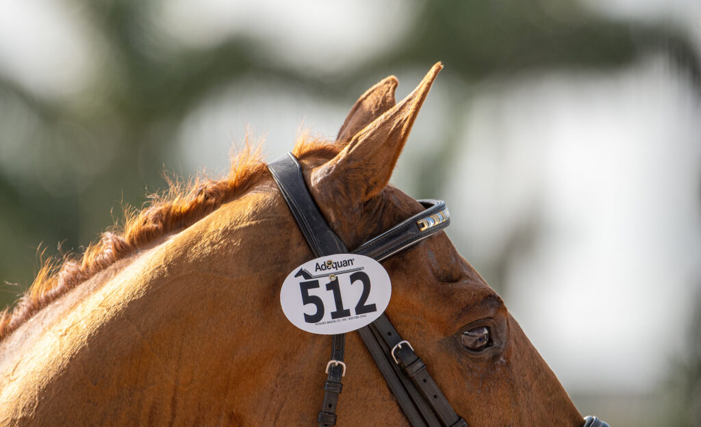 All Ears: How Horses Hear & Hearing-Related Issues - Practical Horseman