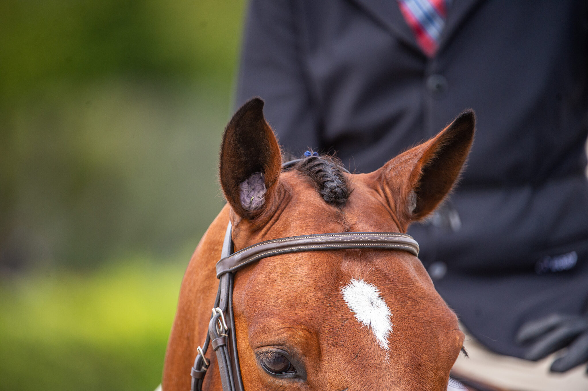 All Ears: How Horses Hear & Hearing-Related Issues - Practical Horseman