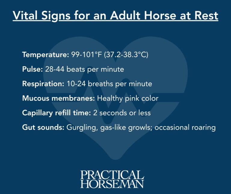 From Normal to Not: How to Take Accurate Vital Signs - Practical Horseman