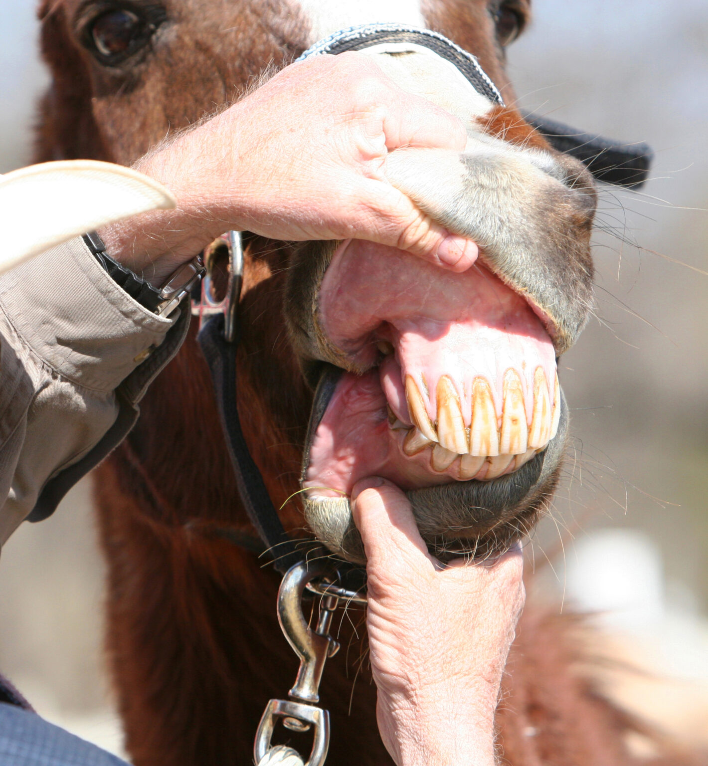 From Normal to Not: How to Take Accurate Vital Signs - Practical Horseman
