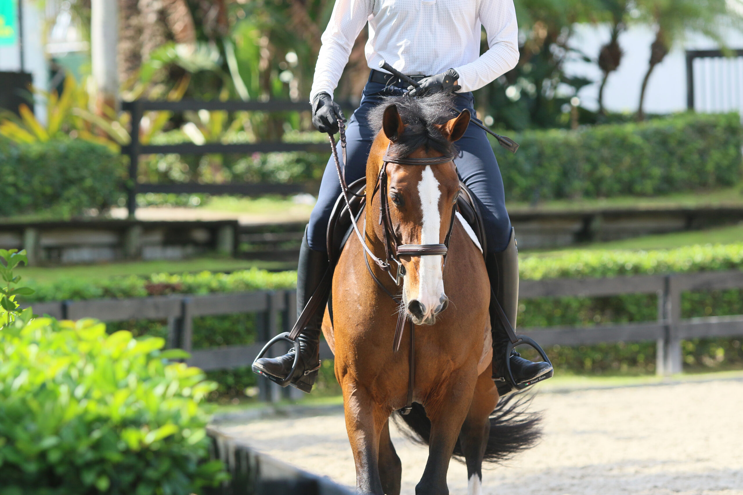 Pro Tips to Ride Flawless Transitions for Hunter Success - Practical Horseman