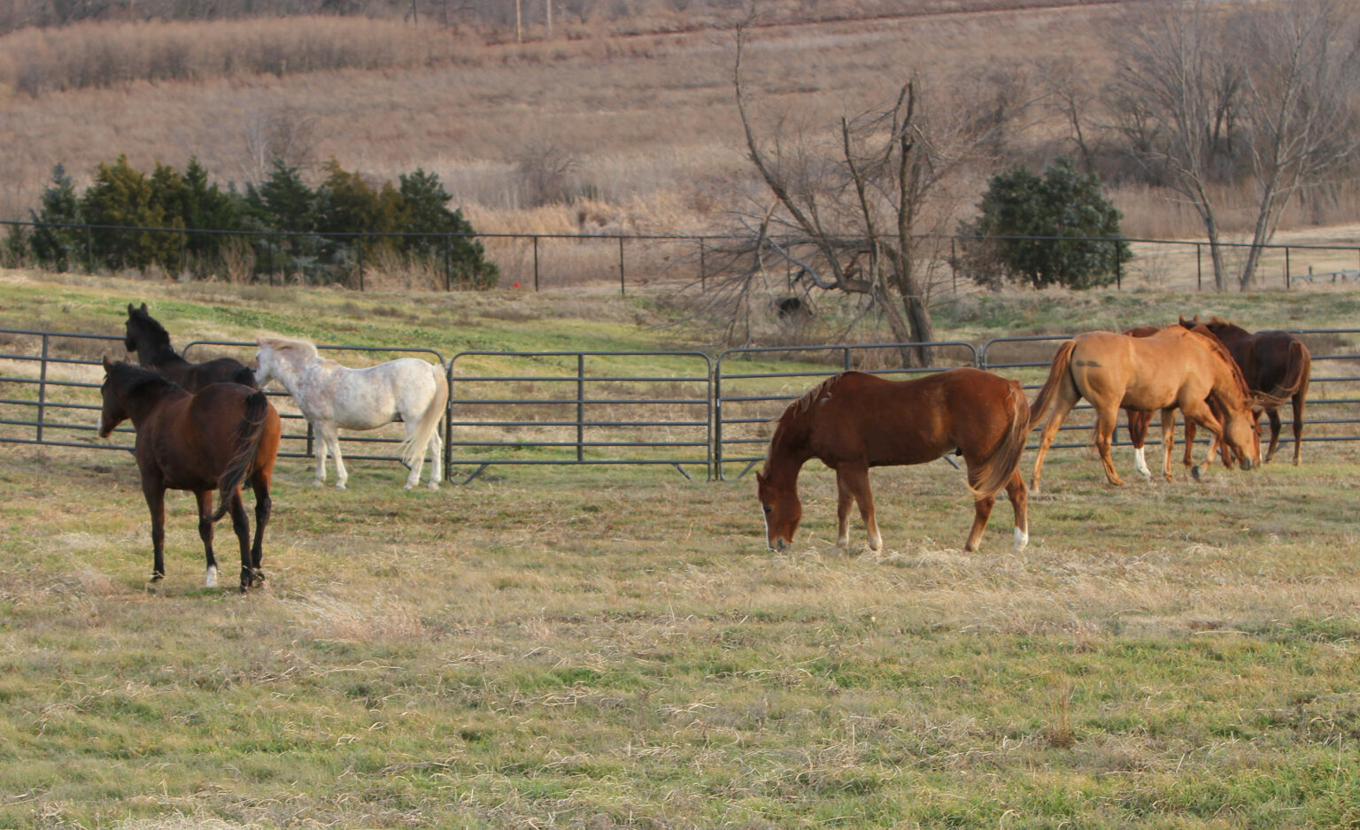 Why Quality Forage Is Essential for Your Horse's Health and Performance ...