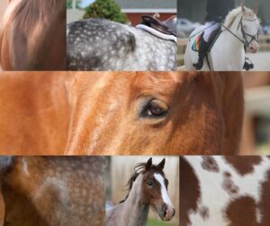 Your Essential Guide to Equine Coat Color and Color Genetics ...