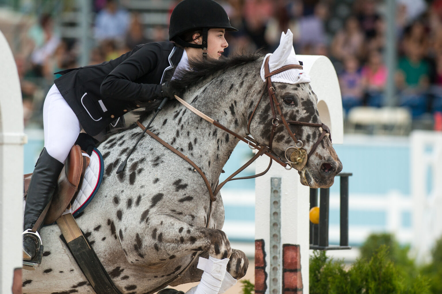 Your Essential Guide to Equine Coat Color and Color Genetics ...