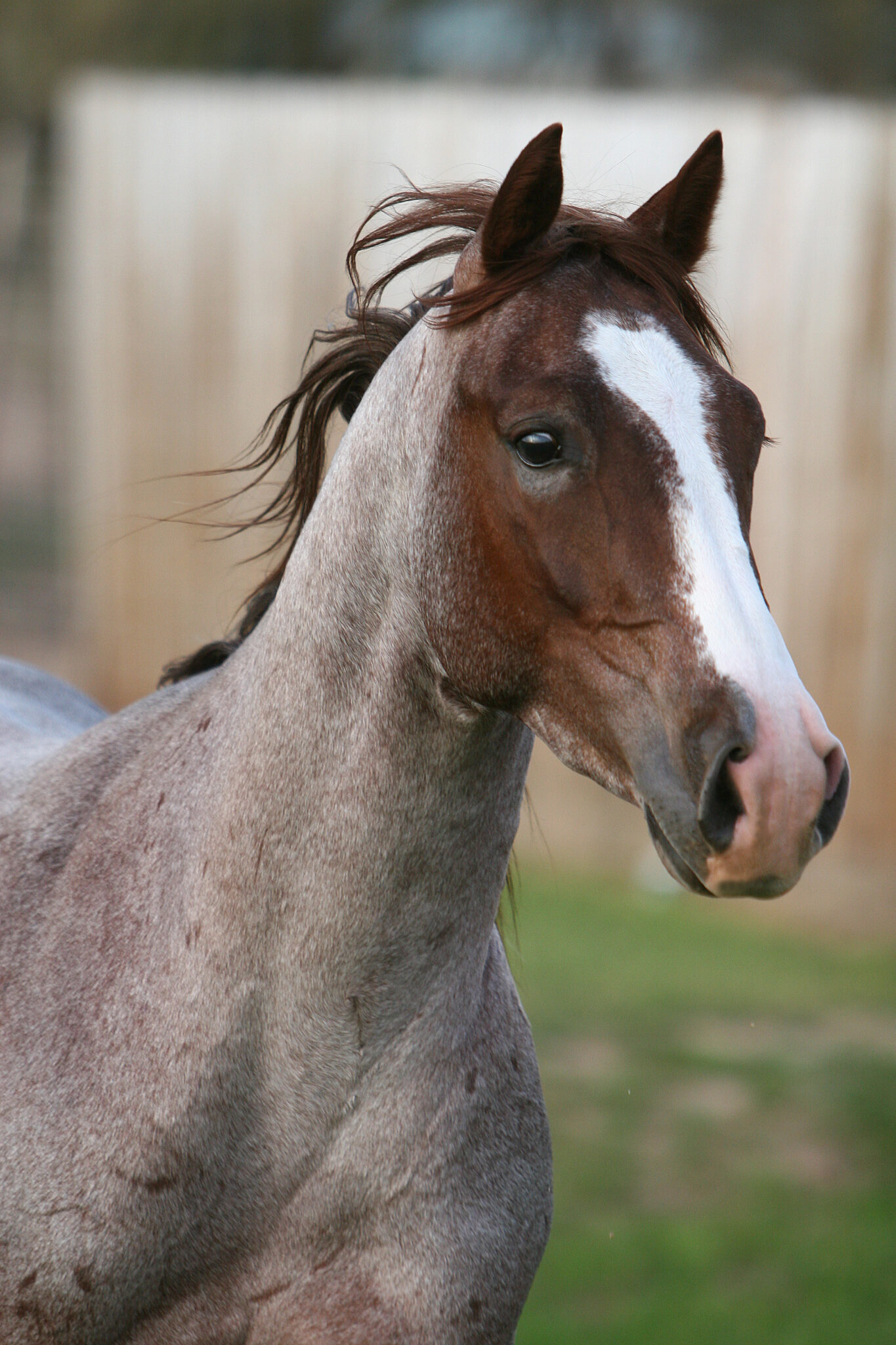 Your Essential Guide to Equine Coat Color and Color Genetics ...