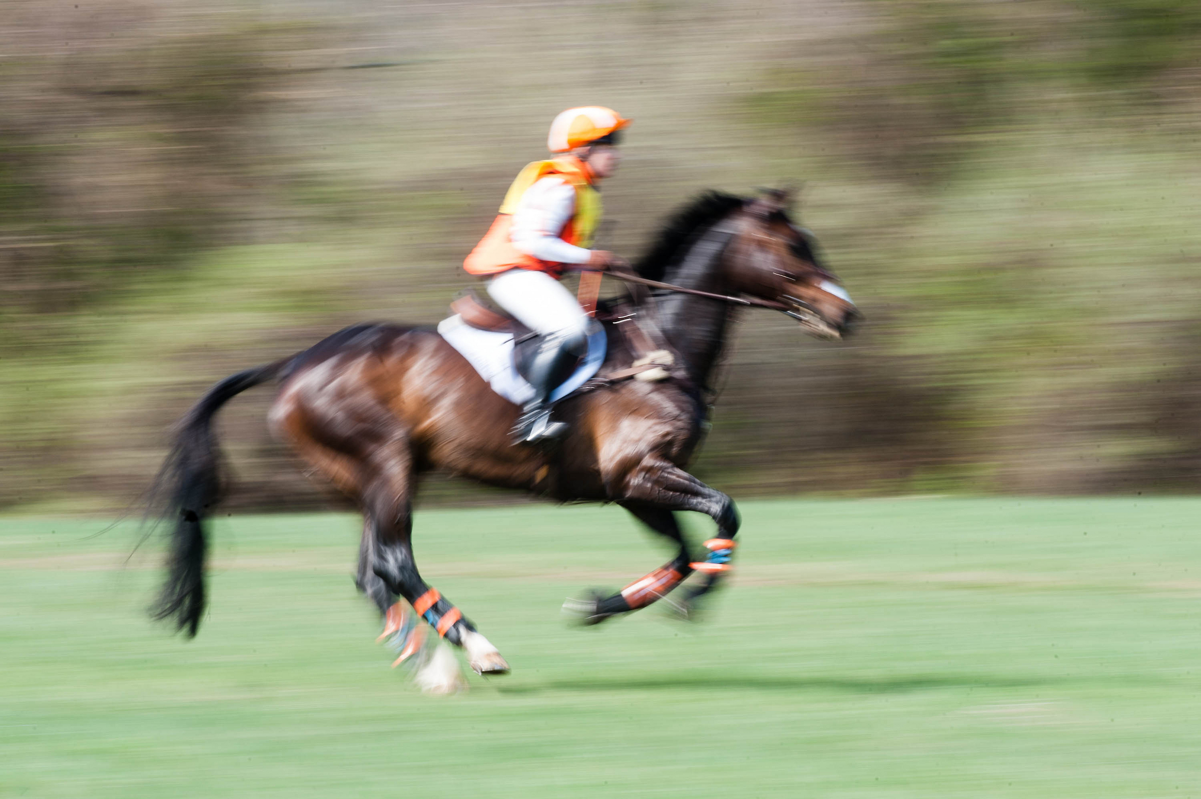 Horse & Country Partners With Equine Network for Free USEA AEC ...