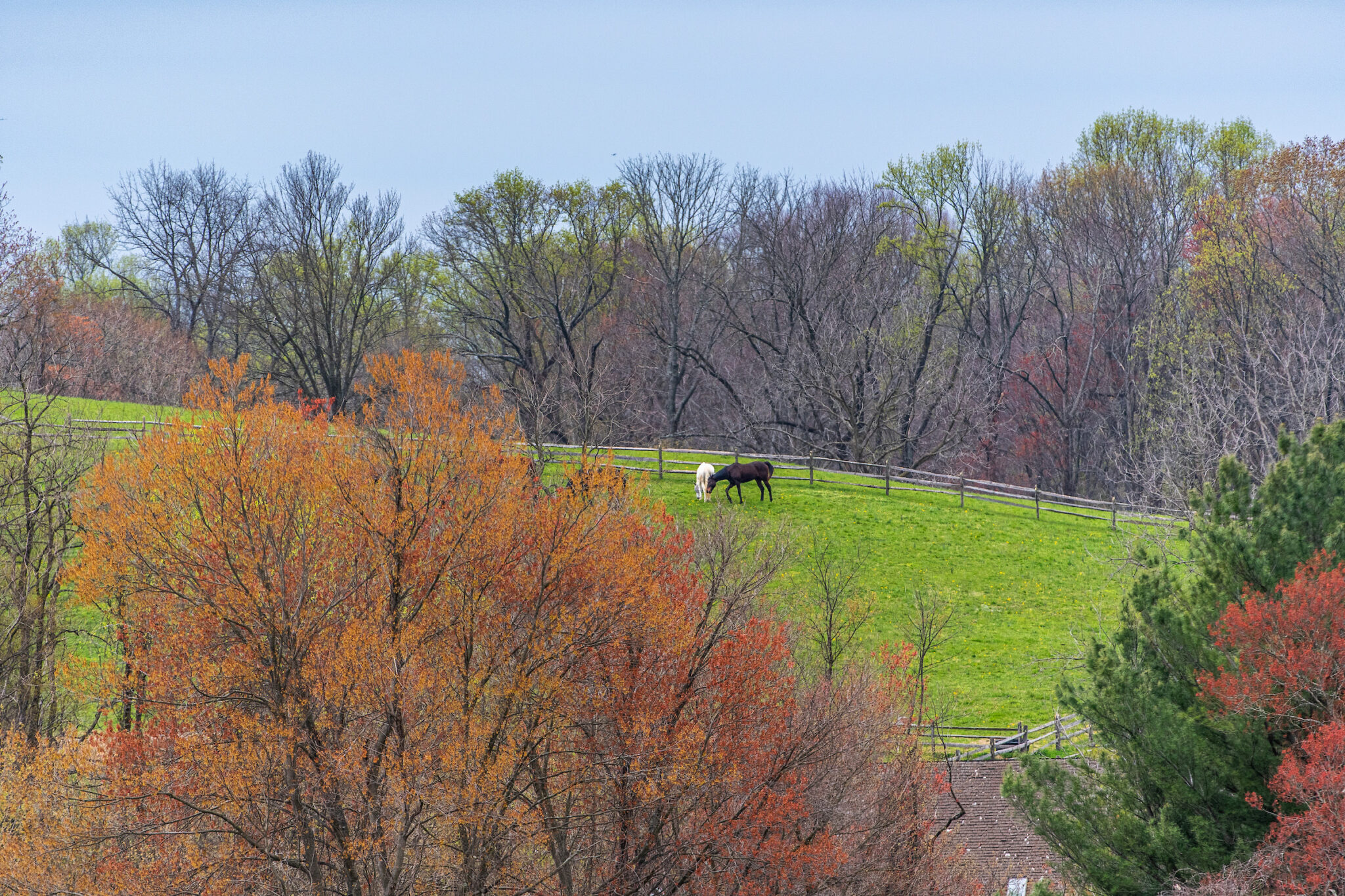 Fall Color Poses Hidden Danger: Learn What Autumn Leaves Are Toxic to ...