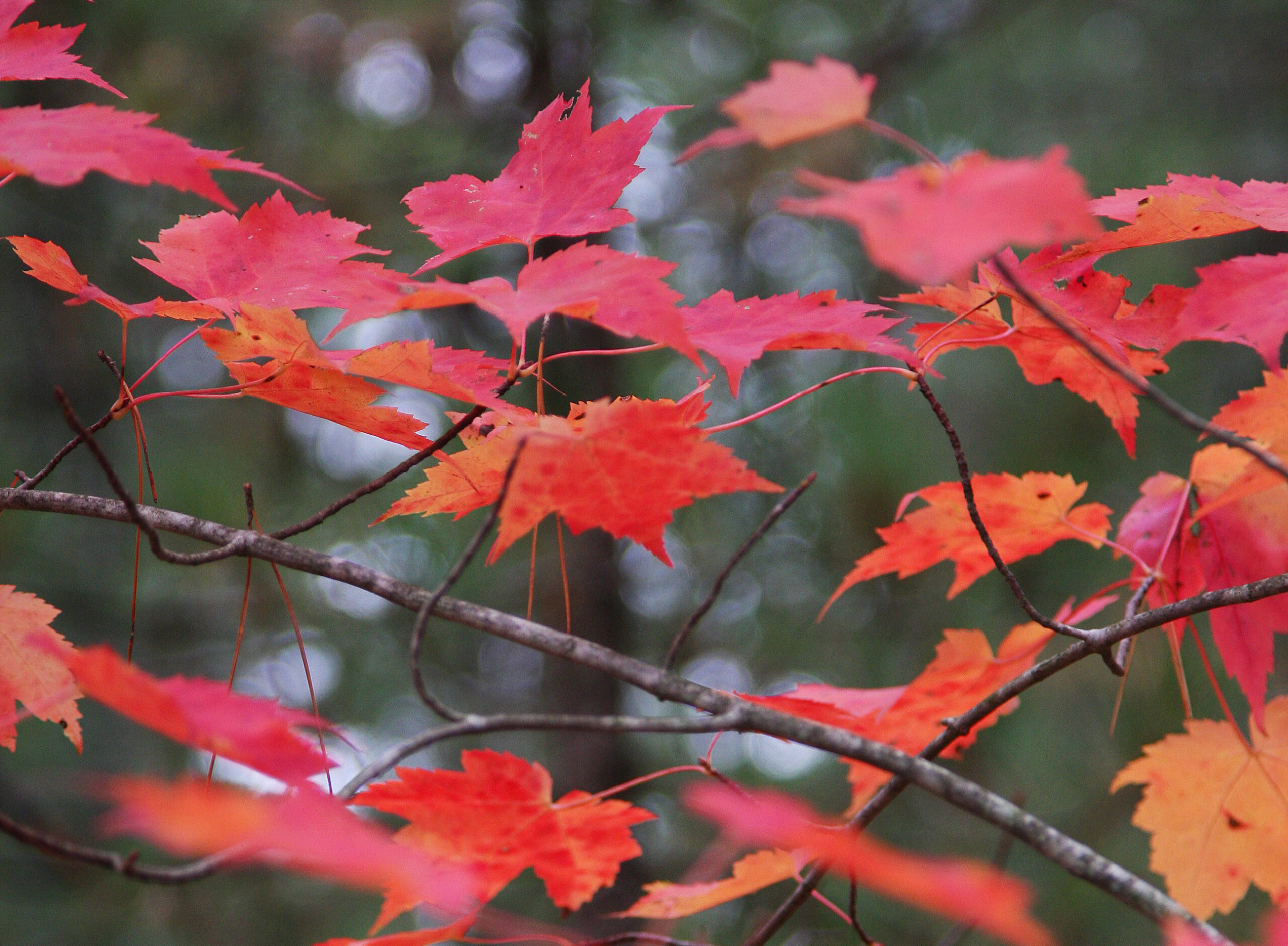 Fall Color Poses Hidden Danger: Learn What Autumn Leaves Are Toxic to ...