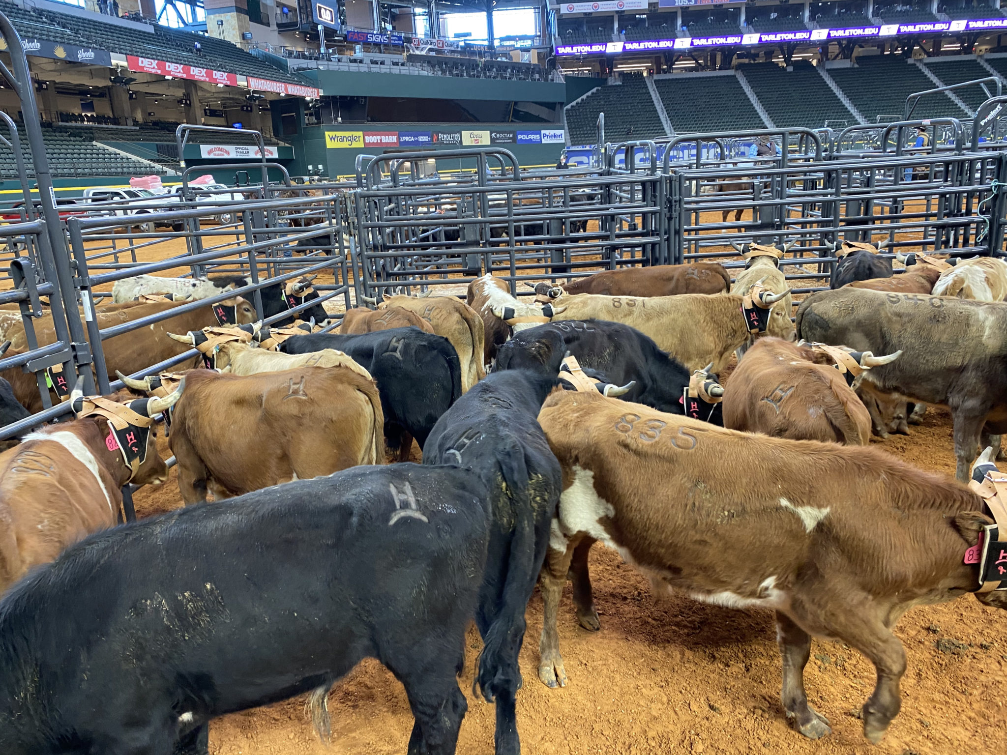 NFR Cattle: Full-Contact Steers for 2020