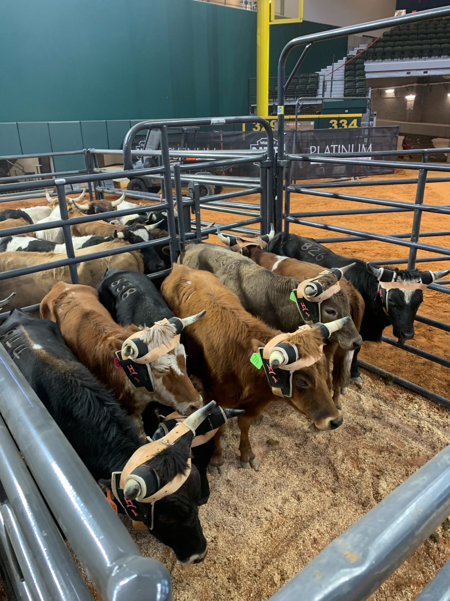 Team Roping Steers at the 2020 NFR: Round 1