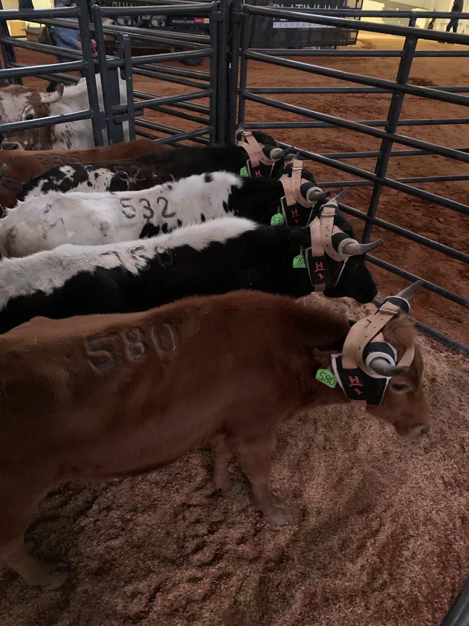 2020 NFR Round 2: Steer Report