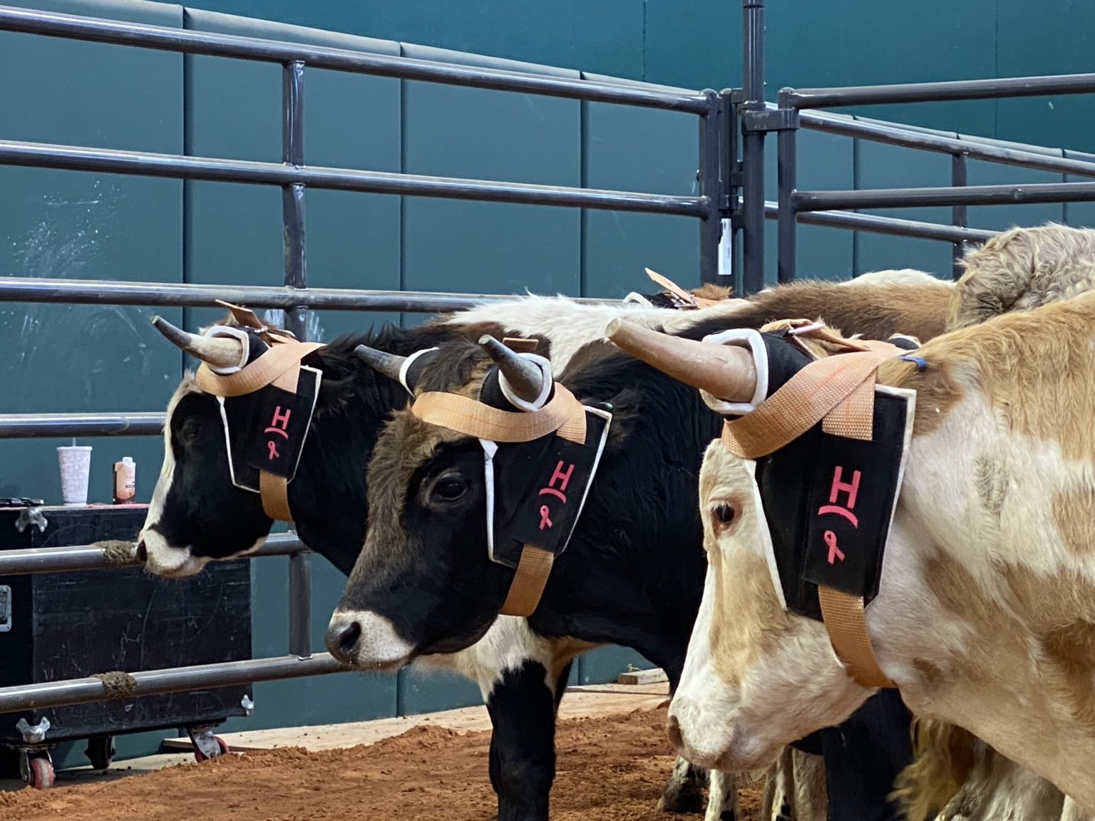 2020 NFR Round 5 Roping Steer Report