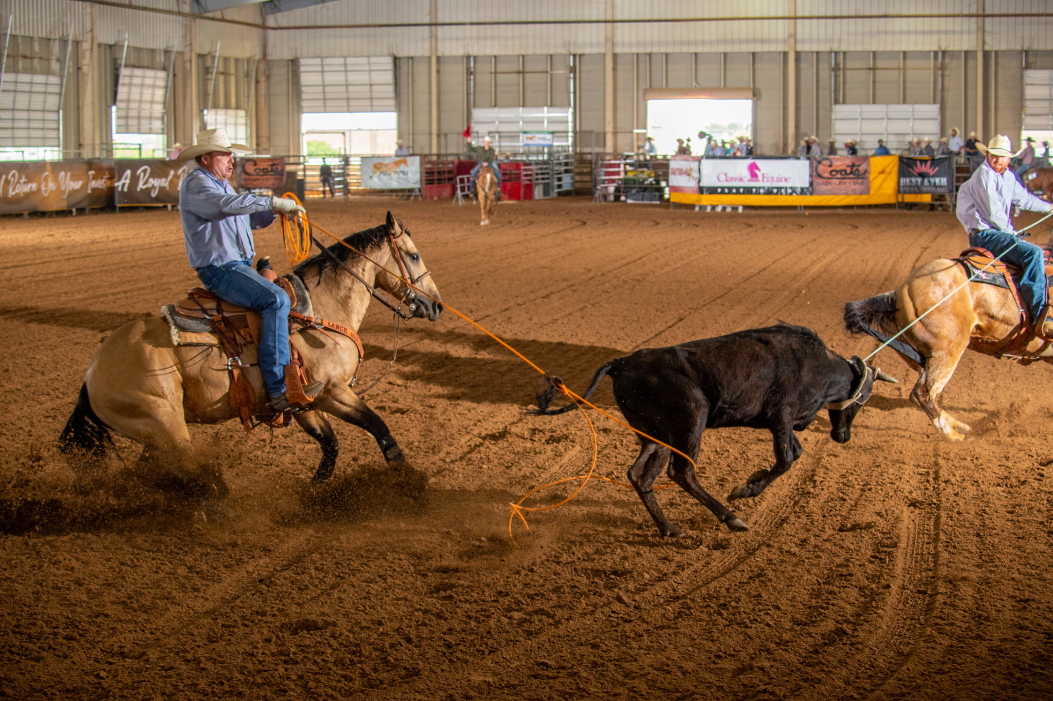 Steve Orth and Titos Special Nite Wins Open Heeling at May Royal Crown