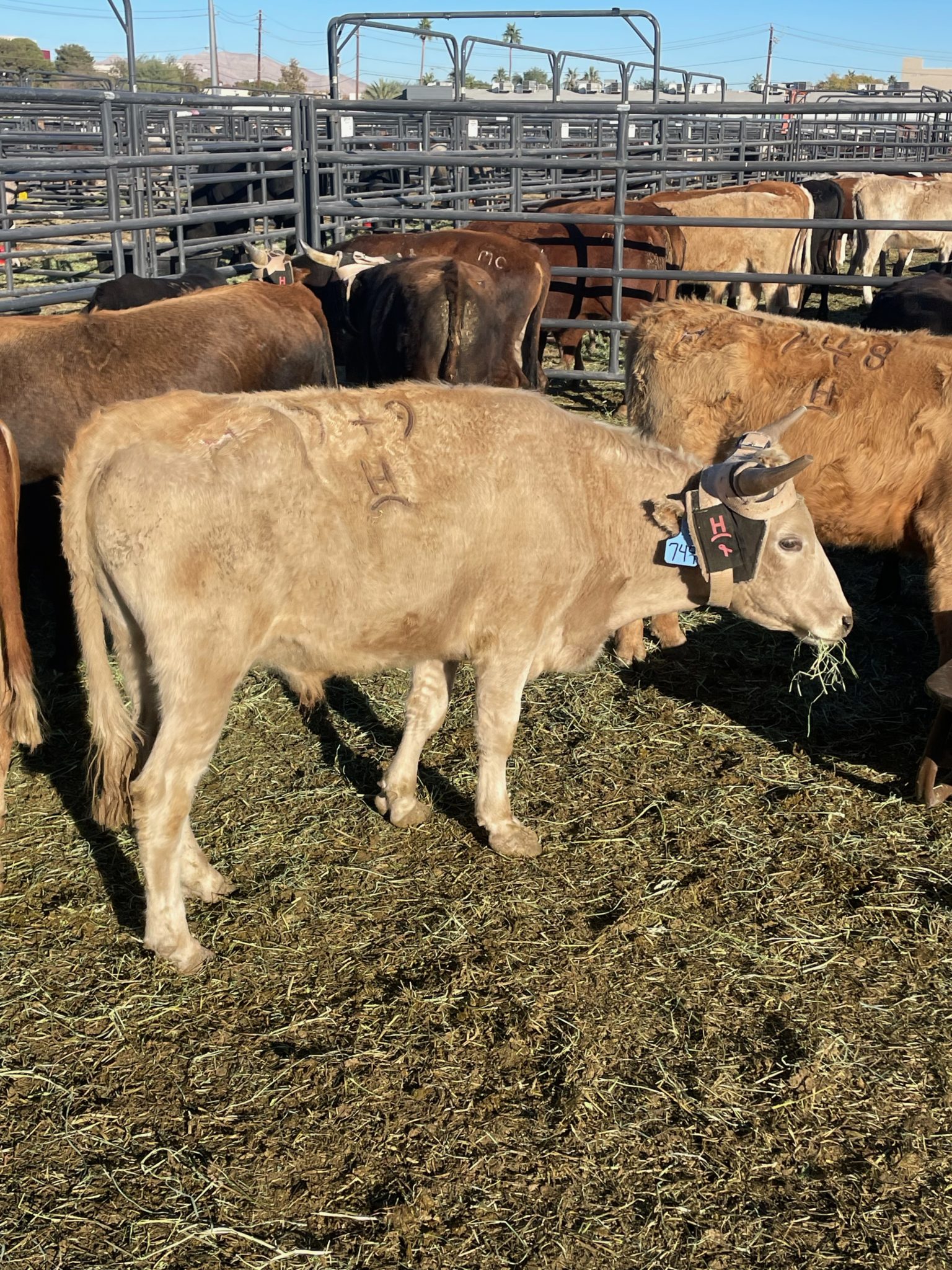 The Strong Pen: NFR 2021 Round 1 Steer Report