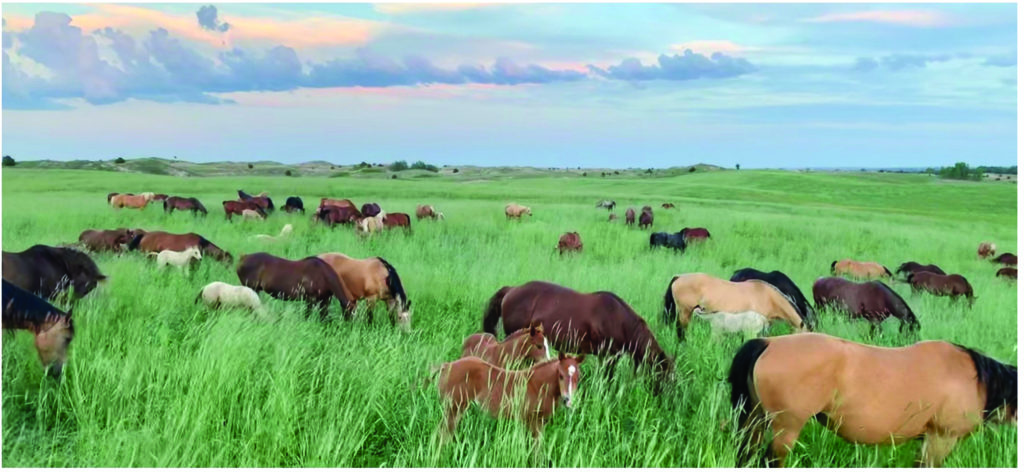 2022 Breeder's Guide Program: Pitzer Ranch