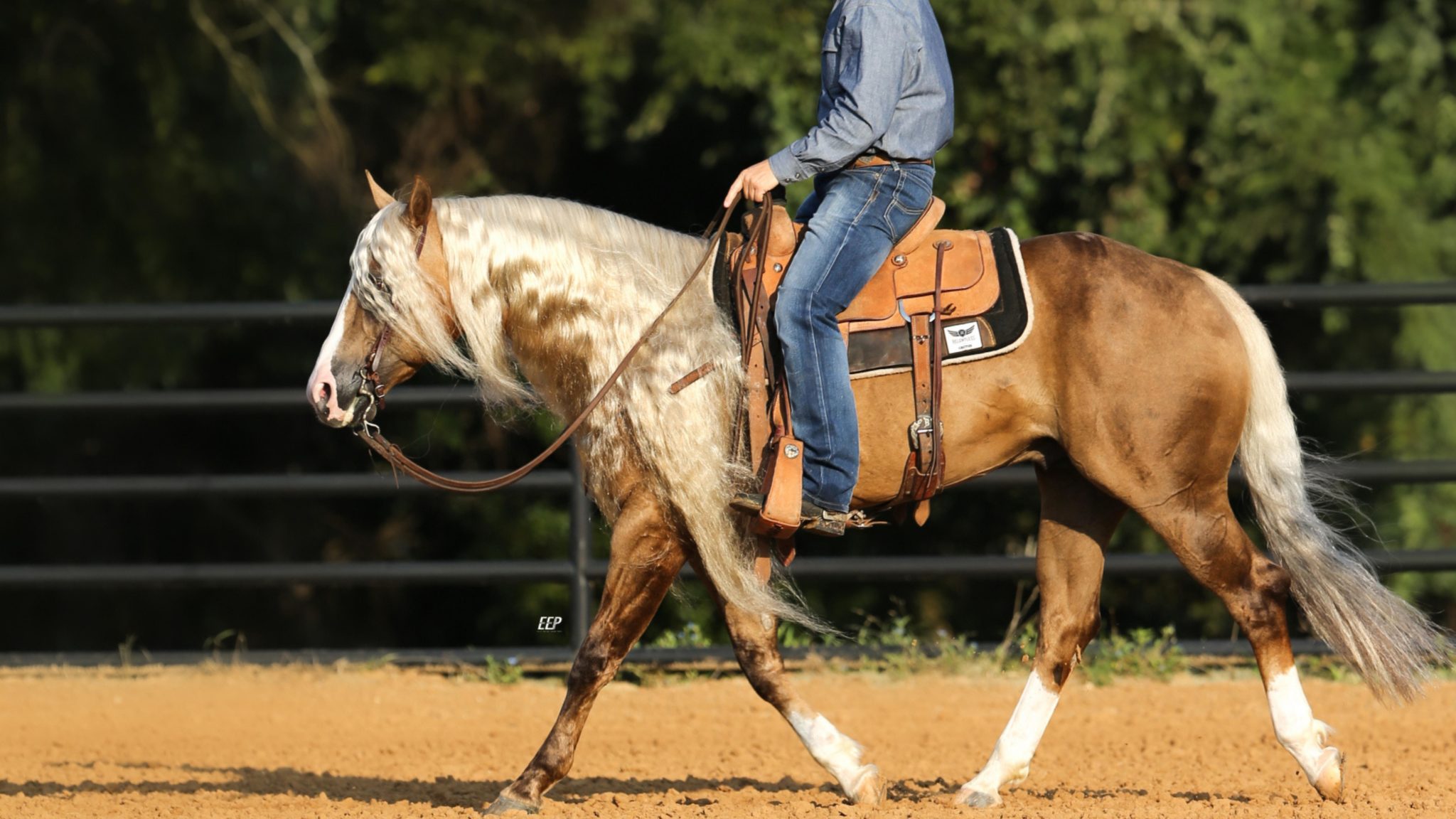 2022 Breeder's Guide Stud: Show Me The Buckles