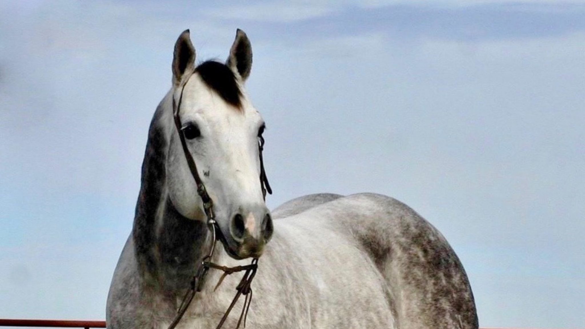 2022 Breeder's Guide Stud: Starey