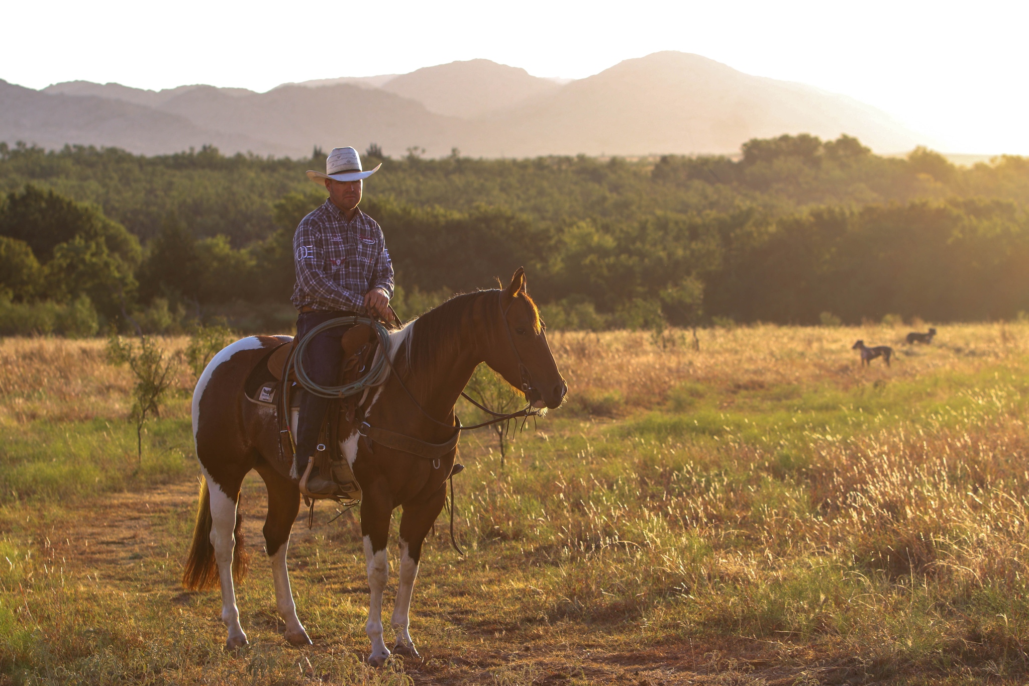 What You Should Expect From A Colt Starter