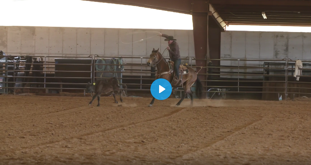 Colt-Starting Series: Pen Roping at 120 Days