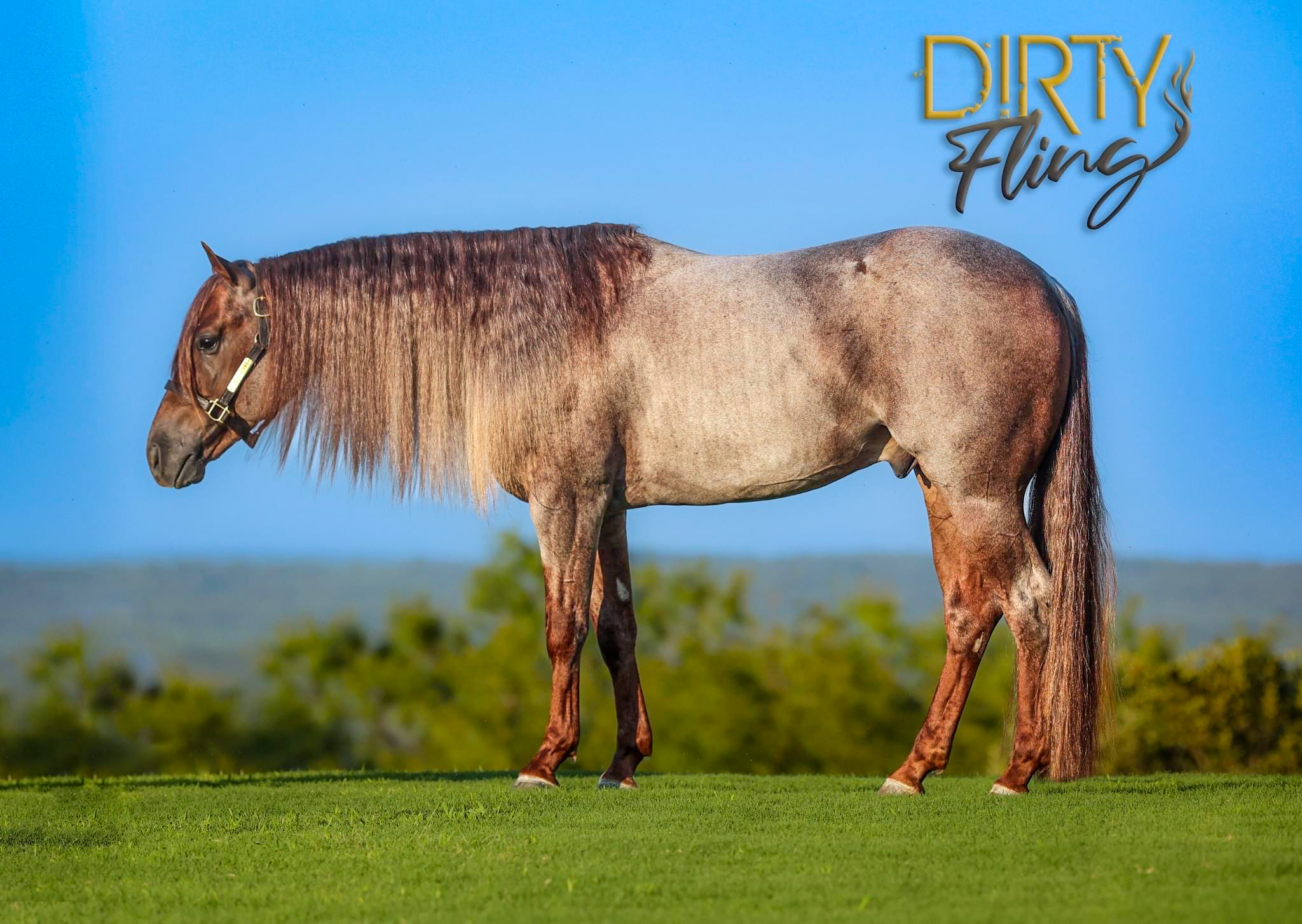 Reliance Ranches Buys Show Me The Buckles, Dirty Fling