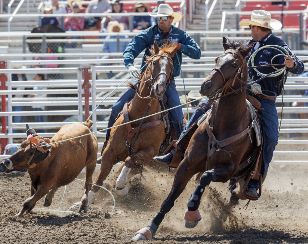 Rope Horse Breeder's Guide Stallion: Reys Smokin Dually - UPDATED 2024