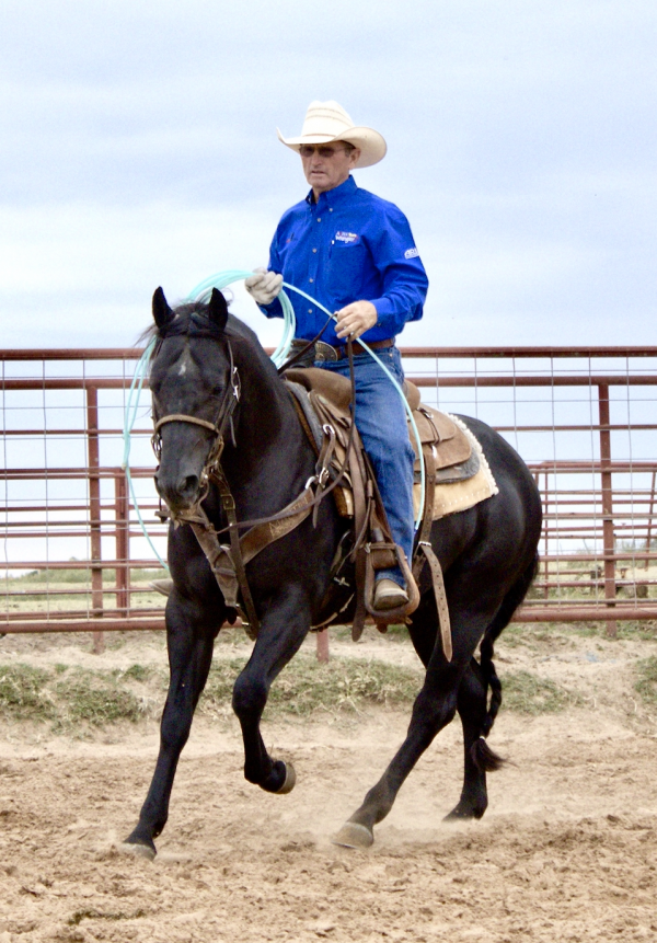 2023 Breeder's Guide Stallion: Time to Glo