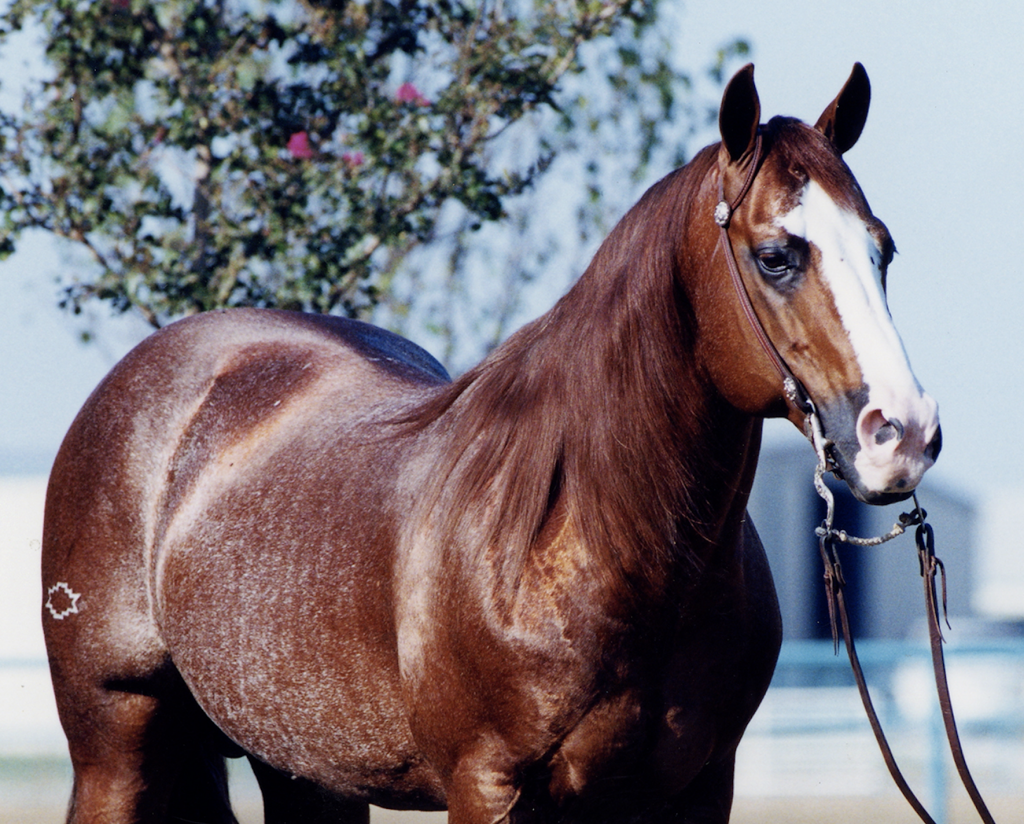 Rope Horse Breeder's Guide Stallion: Smart Chic Olena - UPDATED 2024