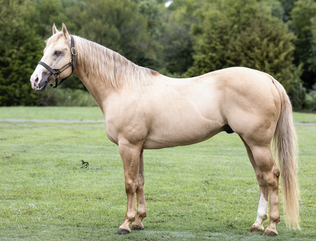 Breeder's Guide Stallion: Born Ta Be Famous - UPDATED 2024
