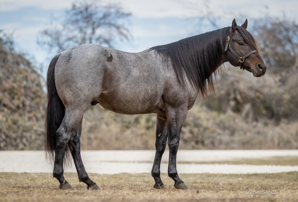 Rope Horse Breeder's Guide Stallion: Heza Fiery Fling