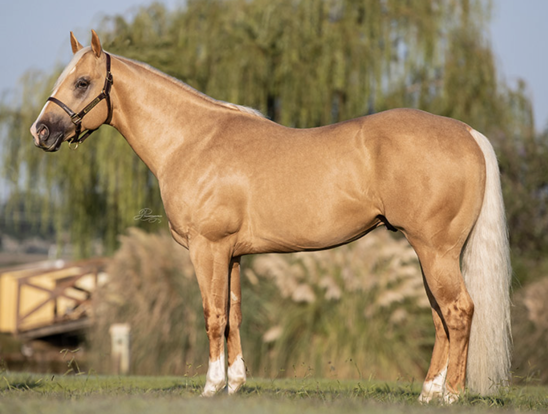 Highpoint Performance Horses' Junior Riata Buckle Studs