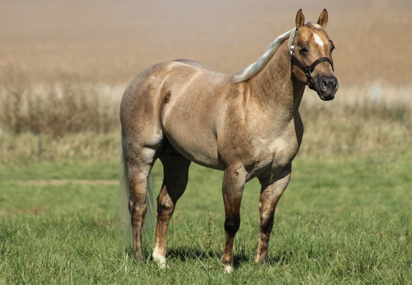 Rope Horse Breeder's Guide Stallion: HQ Helluva Cat