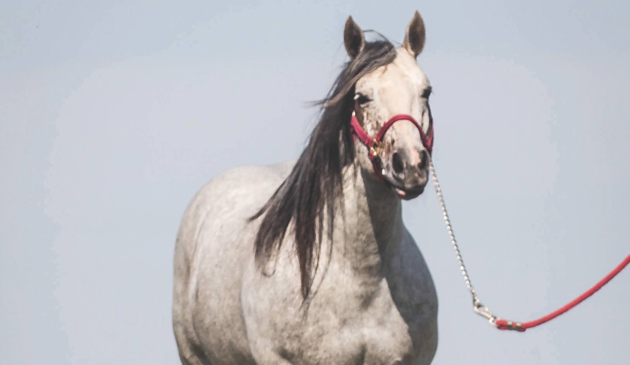Rope Horse Breeder's Guide: Cudd Quarter Horses