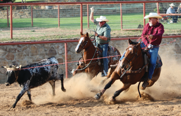 Top 10 Traits of a Horse for Lower-Numbered Headers