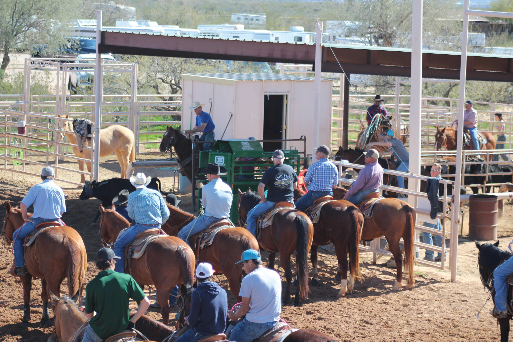 The Walking N: Team Roper Paradise
