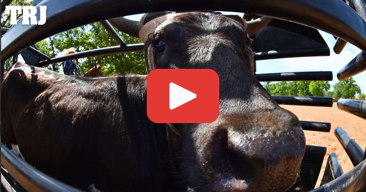 The Importance of Slow Practice Cattle in Team Roping